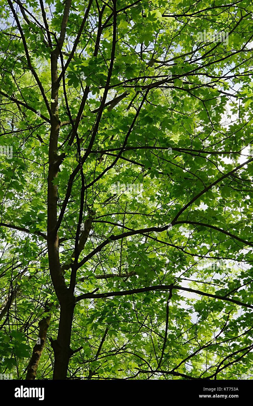 Spring Green Leaves Stock Photo - Alamy