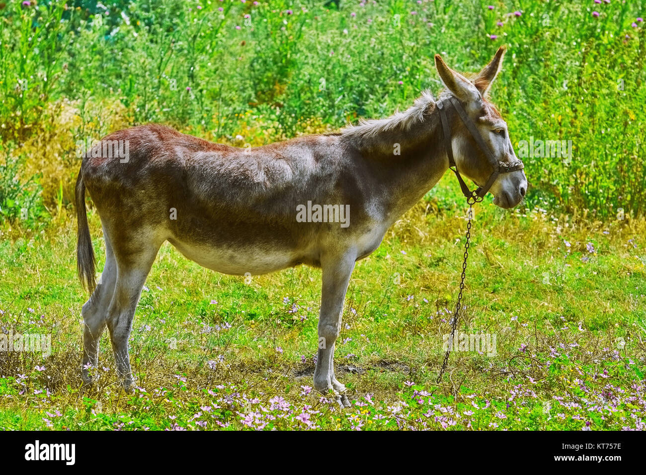 Donkey on Pasture Stock Photo - Alamy