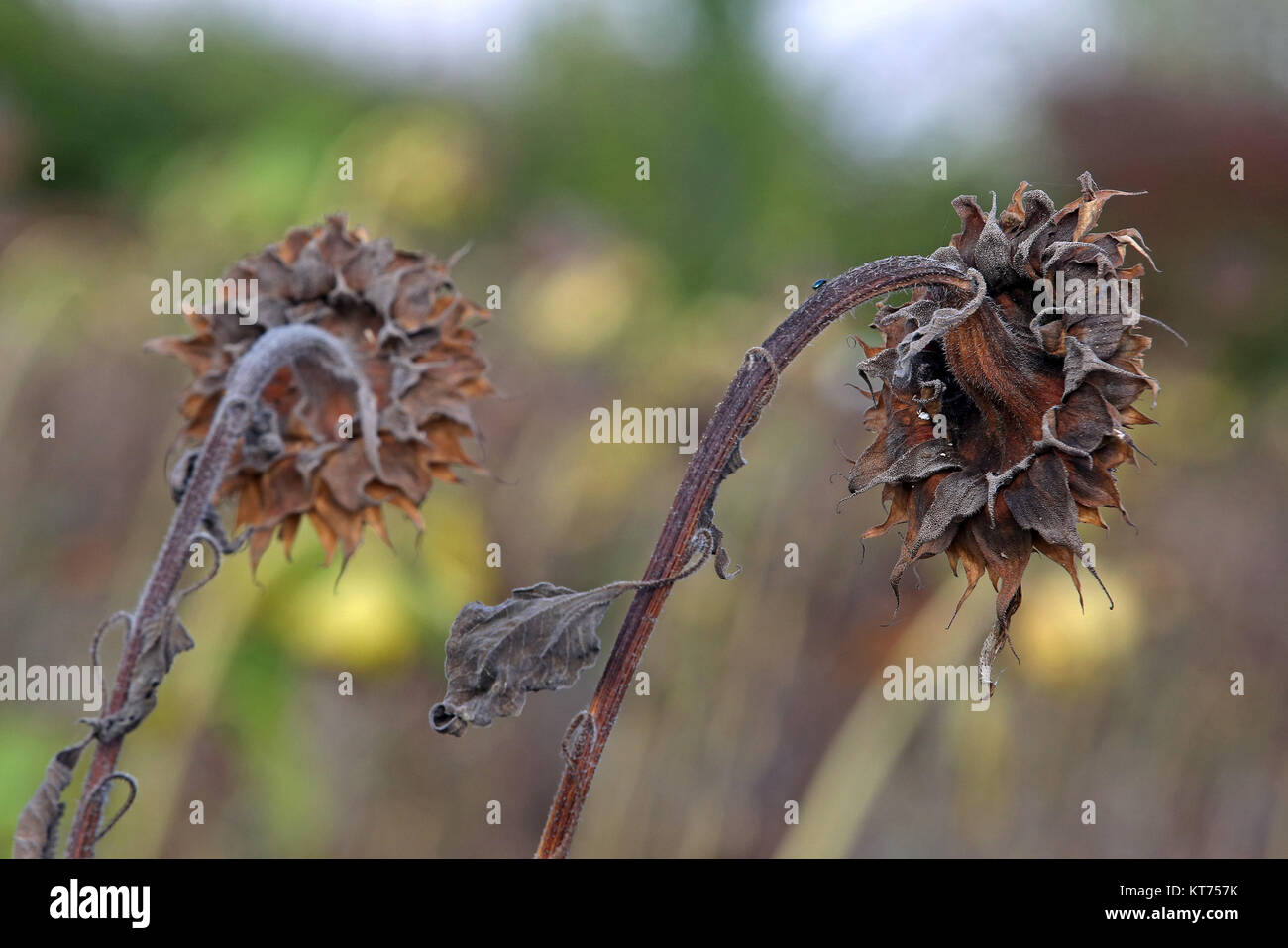 Decayed sunflower hi-res stock photography and images - Alamy