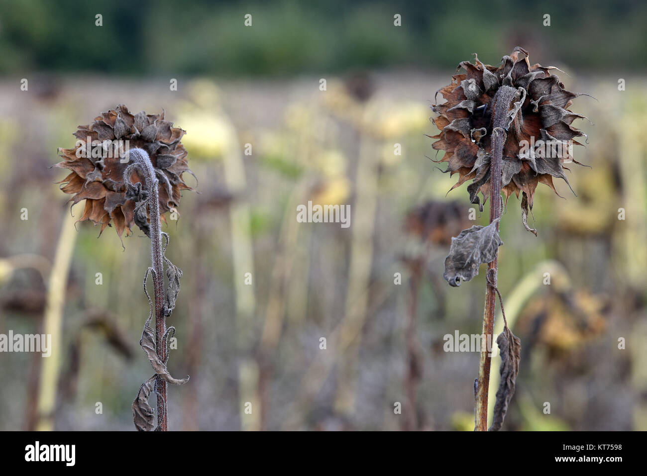 Decayed sunflower hi-res stock photography and images - Alamy