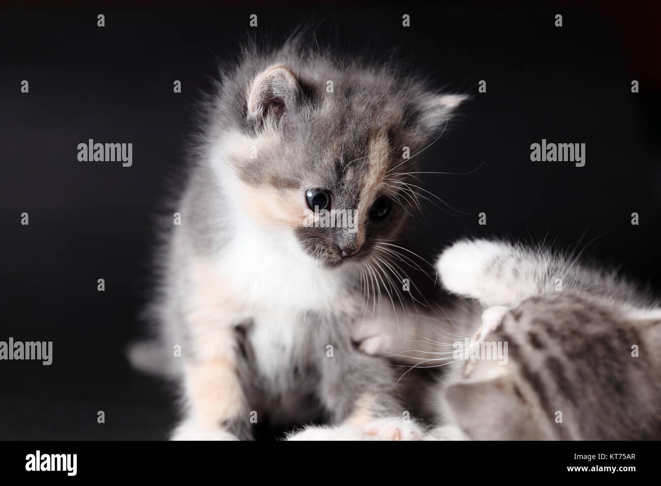 zwei Katzen beim Spiel Stock Photo - Alamy