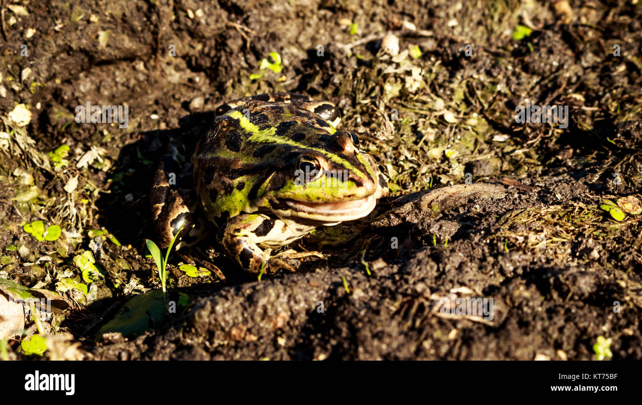 Medium size frog hi-res stock photography and images - Alamy