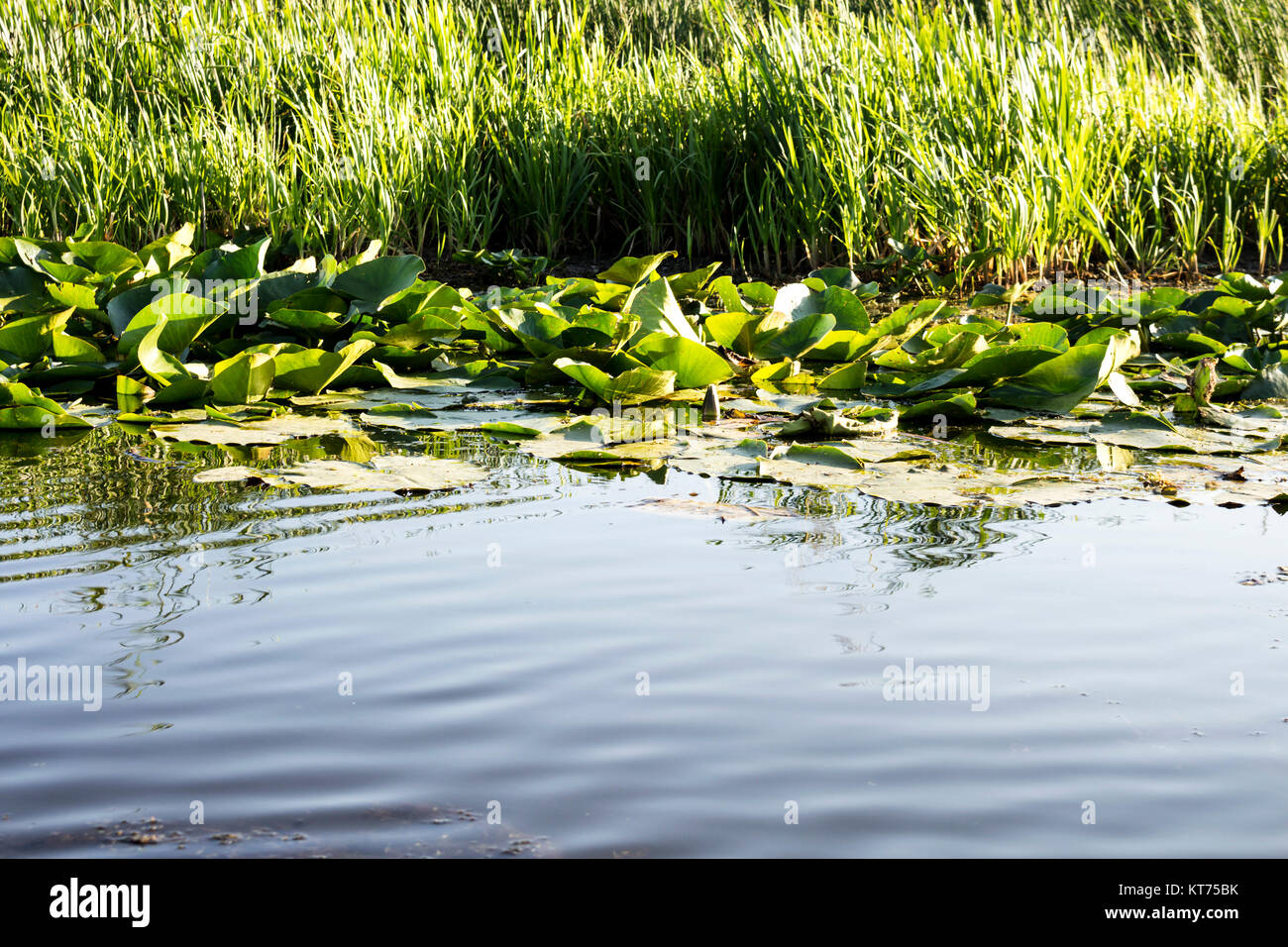 Swamp and floating leaves Stock Photo - Alamy