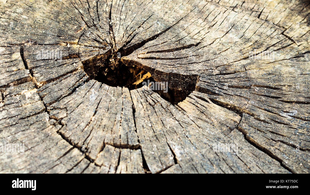 Stump of tree Stock Photo - Alamy