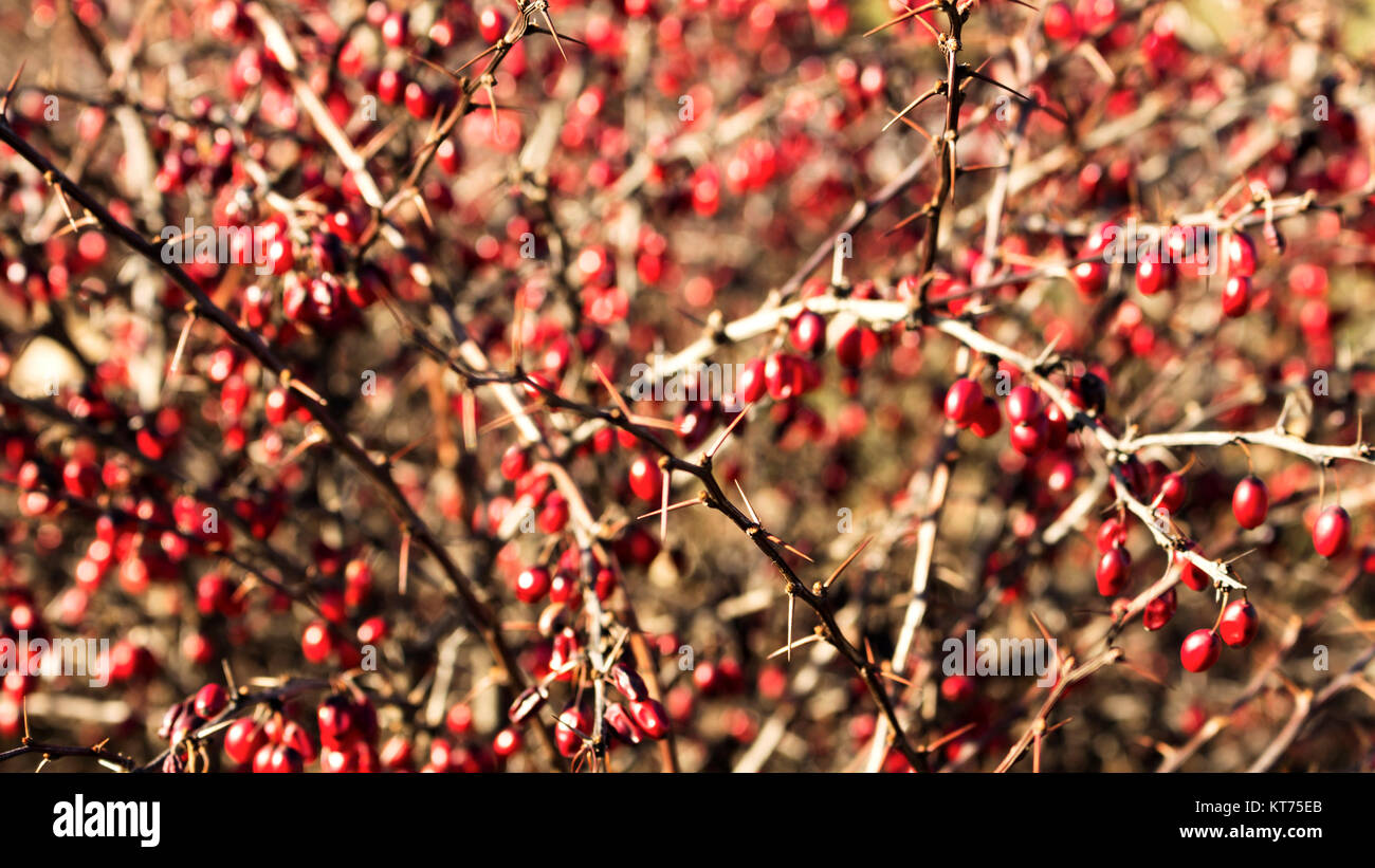 Berberis lycium hi-res stock photography and images - Alamy