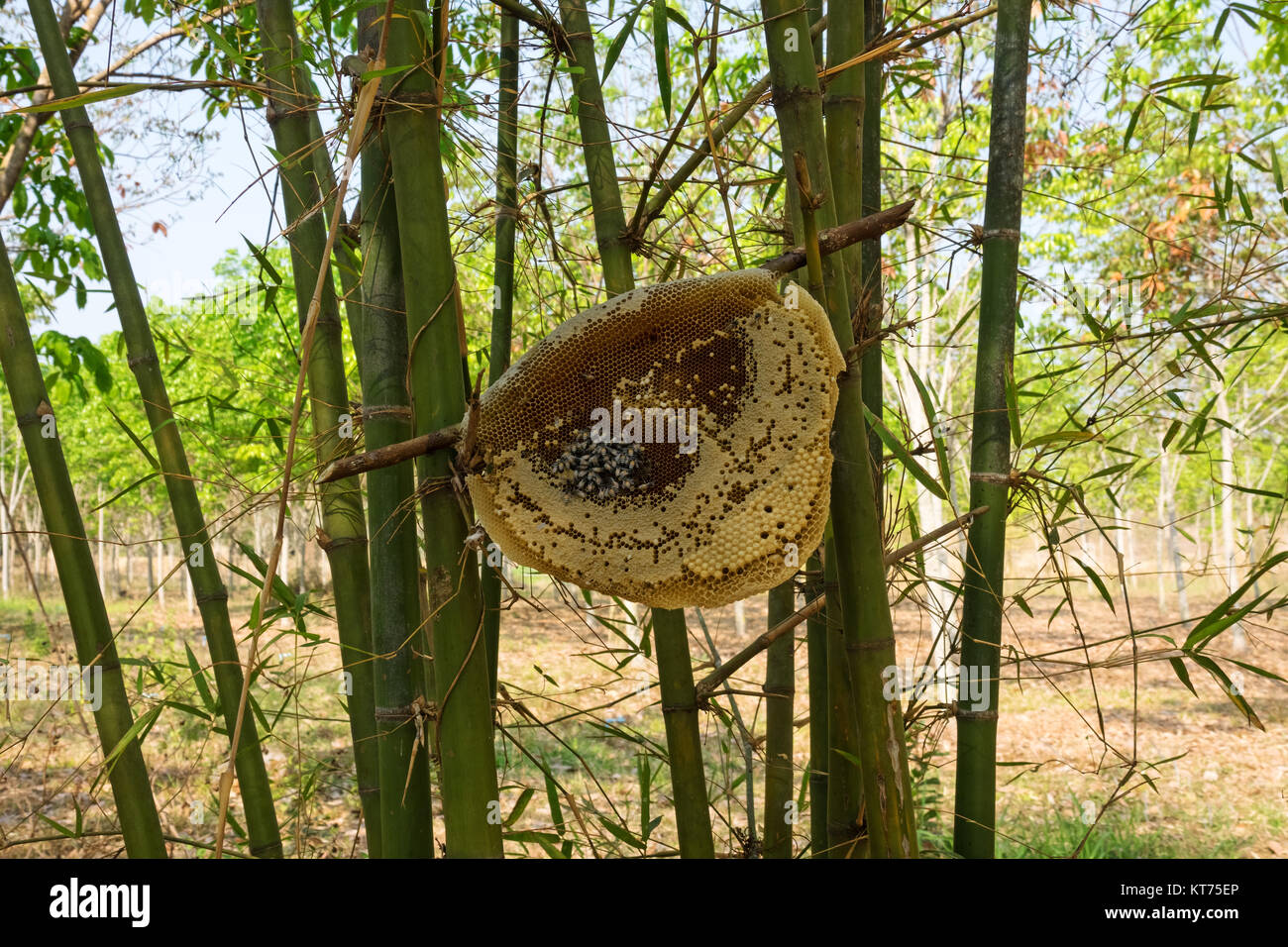 Beehive with honeycombs hi-res stock photography and images - Alamy