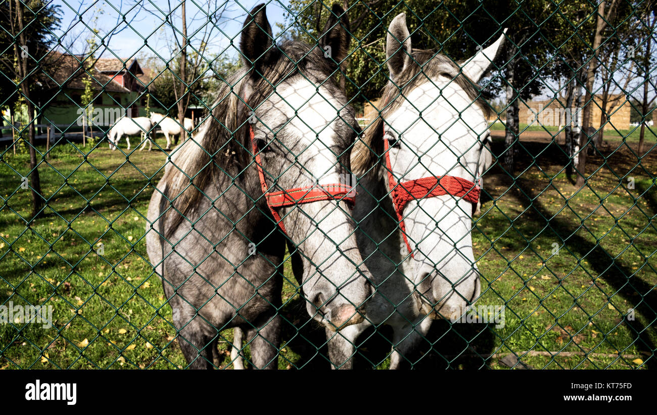 Ride of the horses hi-res stock photography and images - Alamy