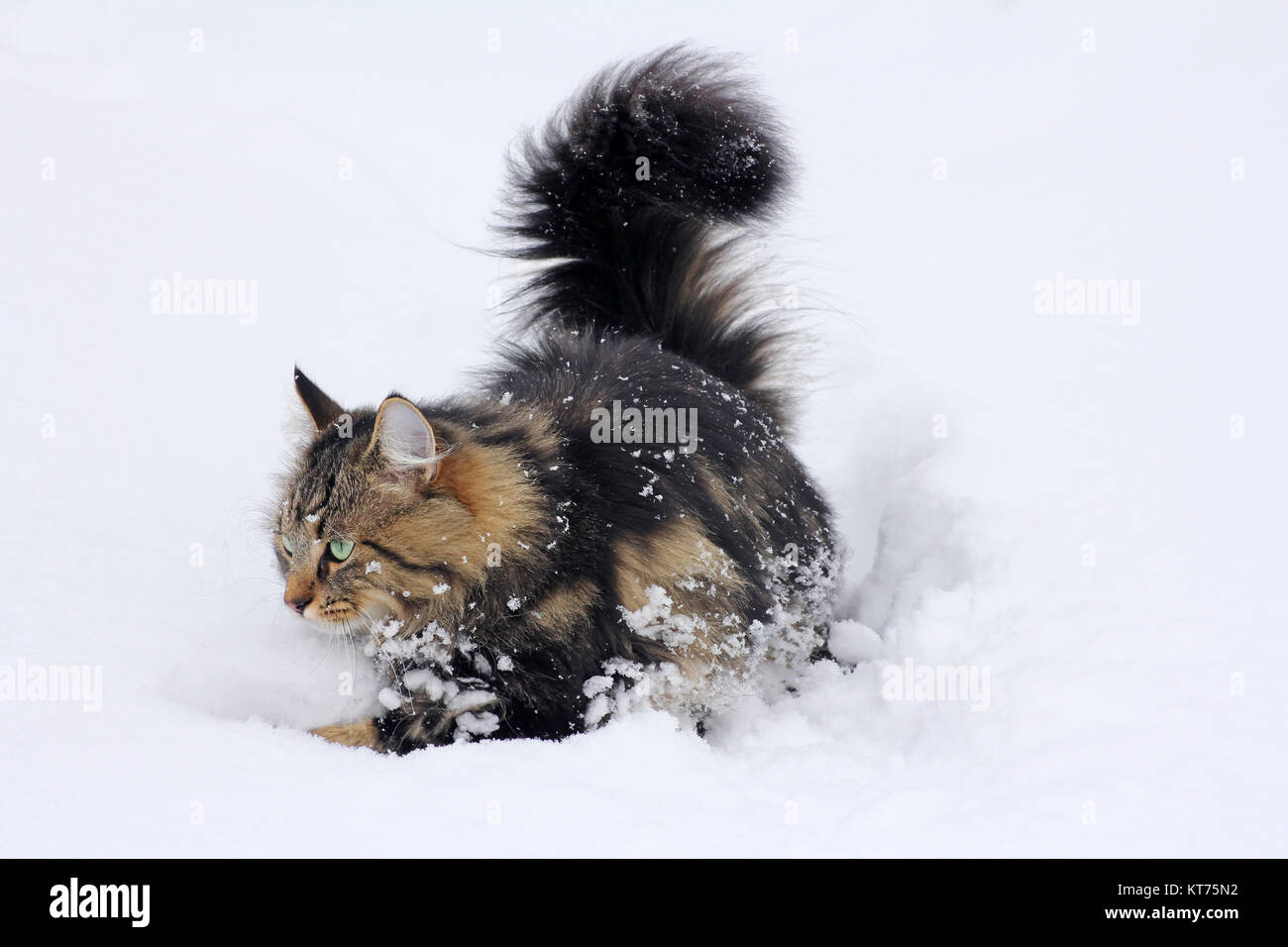 a young norwegian forest cat in the deep snow Stock Photo - Alamy