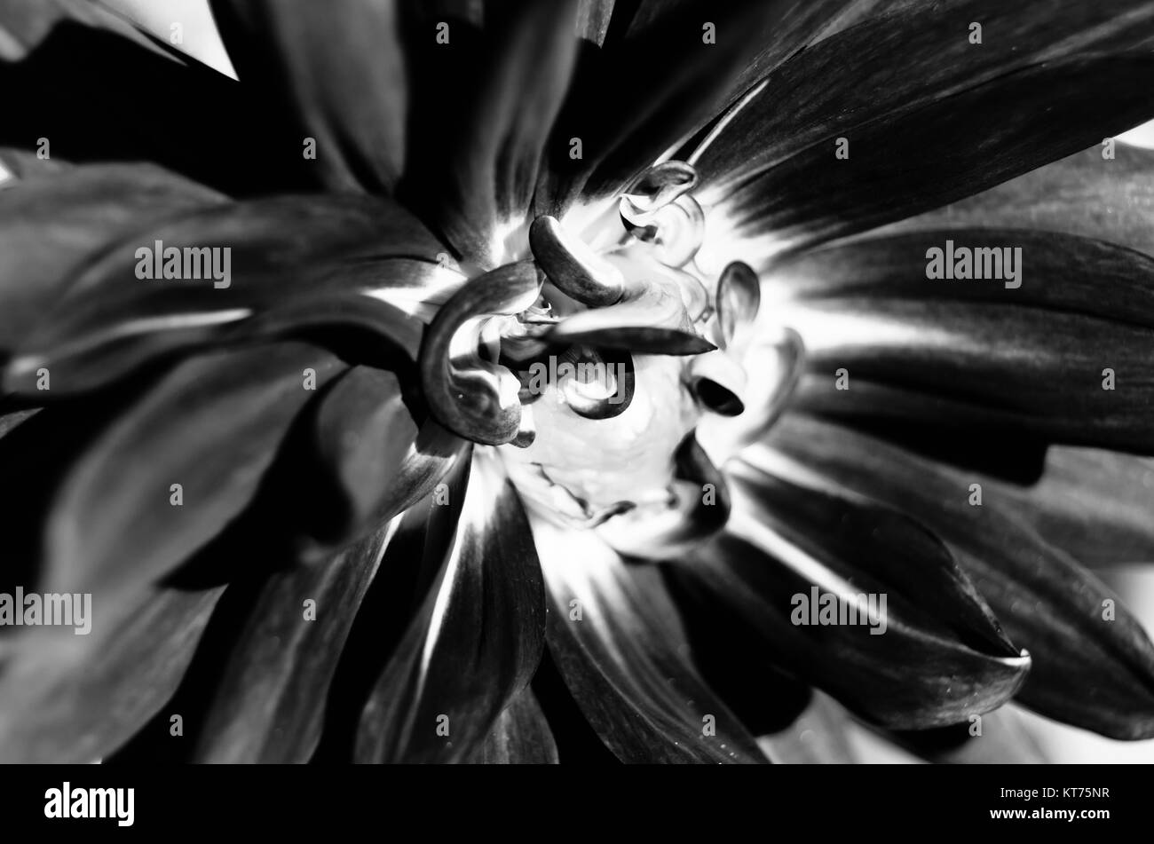 Natural black flower Black and White Stock Photos & Images - Alamy
