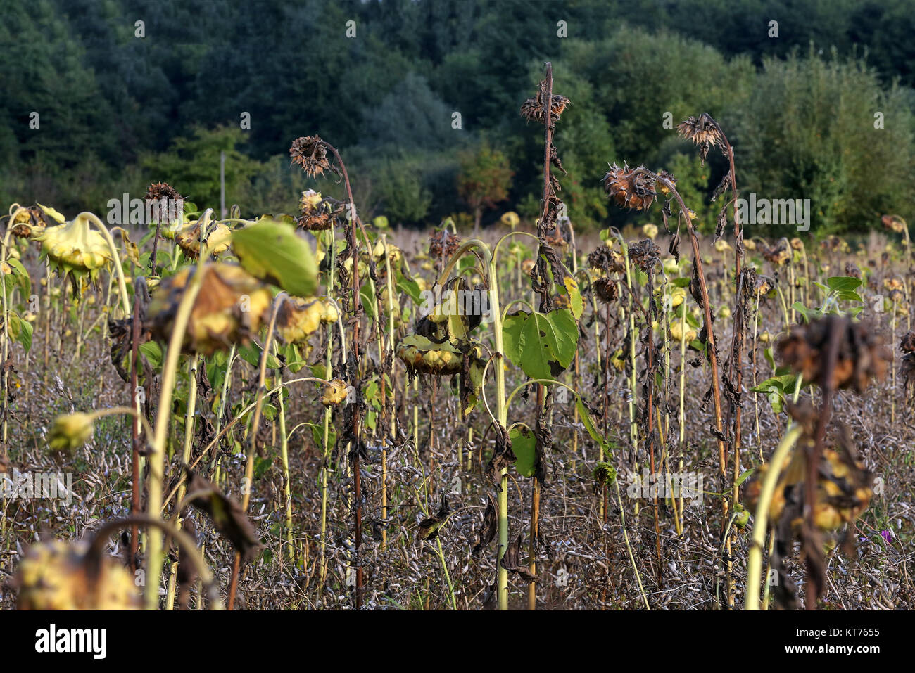 Decayed sunflower hi-res stock photography and images - Alamy