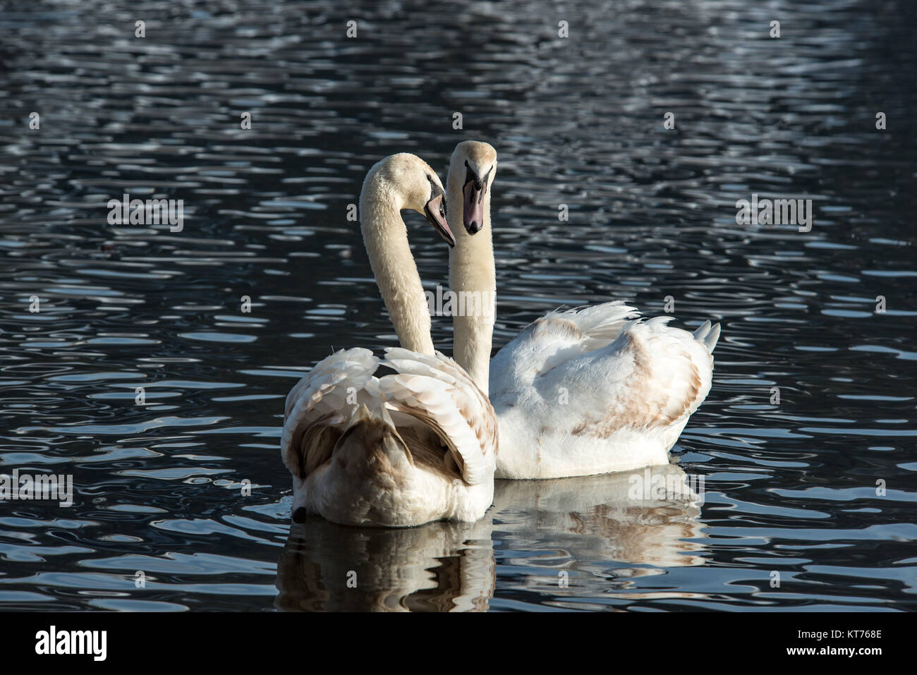two swans so a couple in intimate togetherness swimming on a lake Stock ...