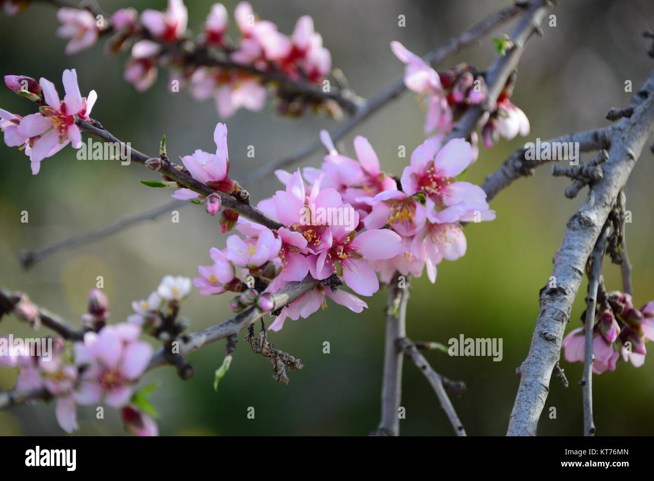 almond blossom in spain Stock Photo - Alamy
