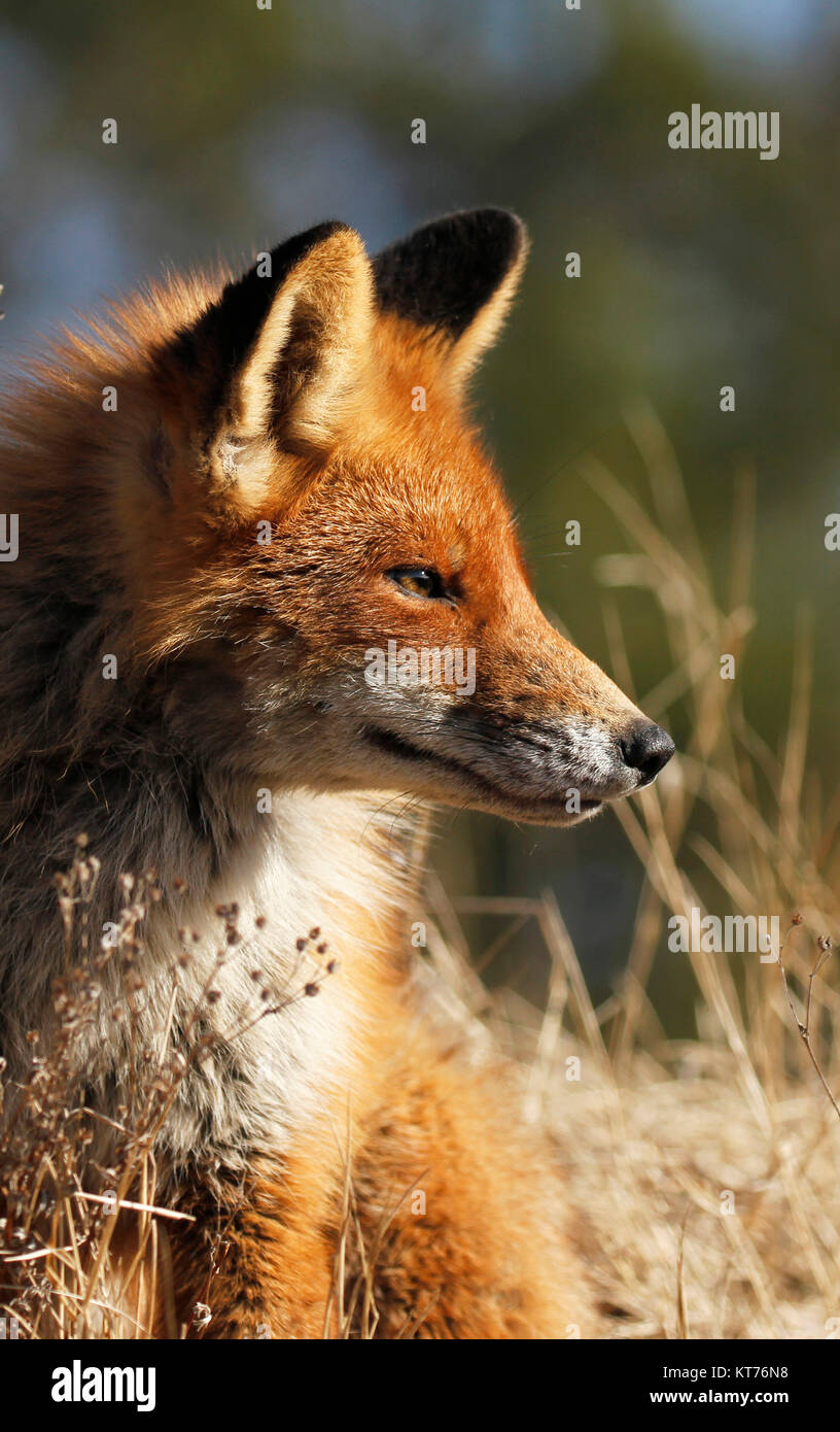 Finnish fox hi-res stock photography and images - Alamy