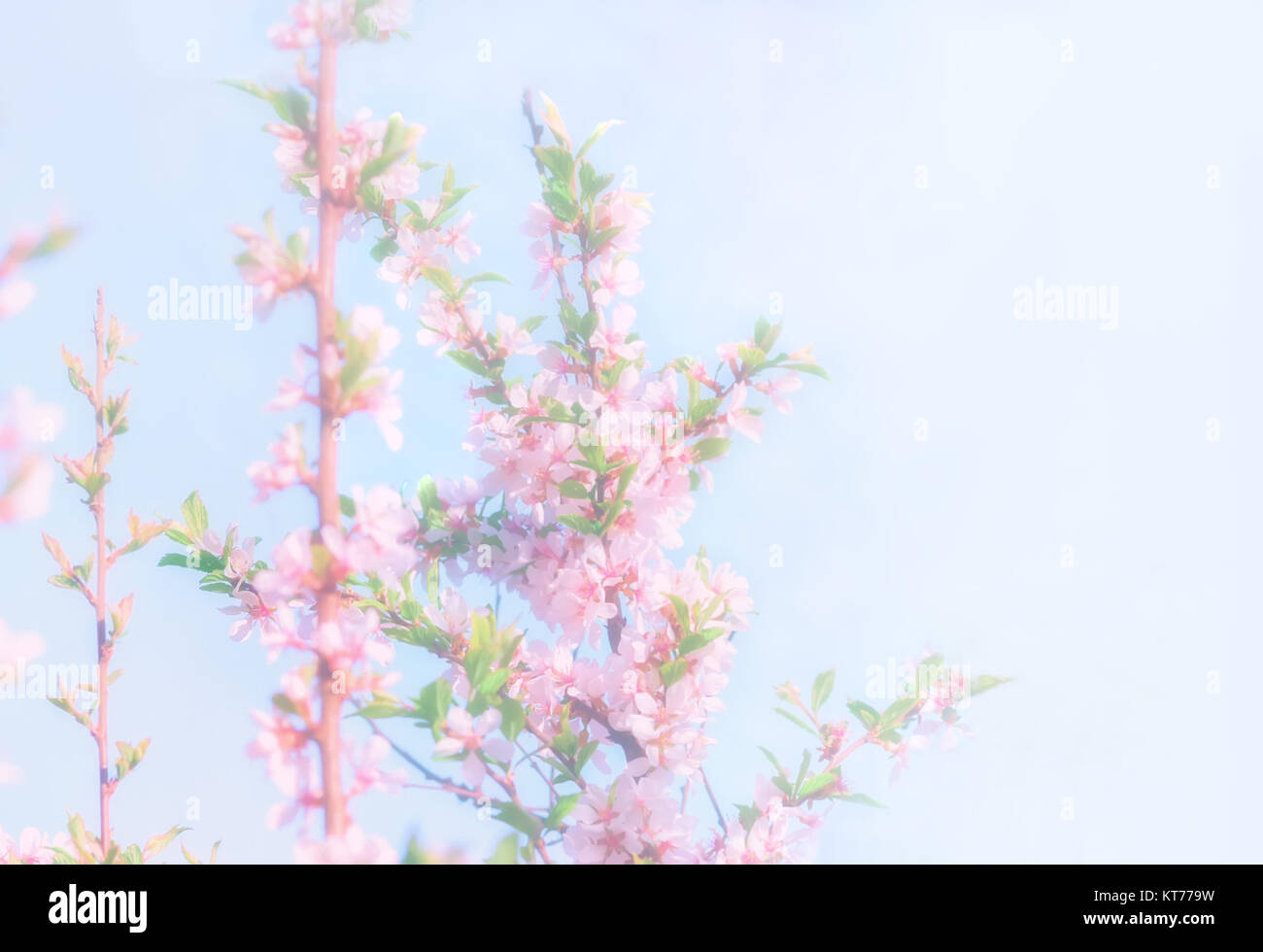 Blurry Spring Floral Background Stock Photo - Alamy