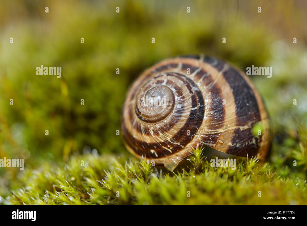 snail shell in the morning dew Stock Photo - Alamy