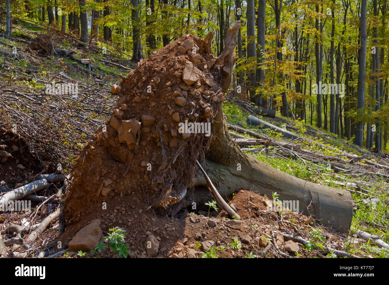 Beech wood stumps hi-res stock photography and images - Alamy