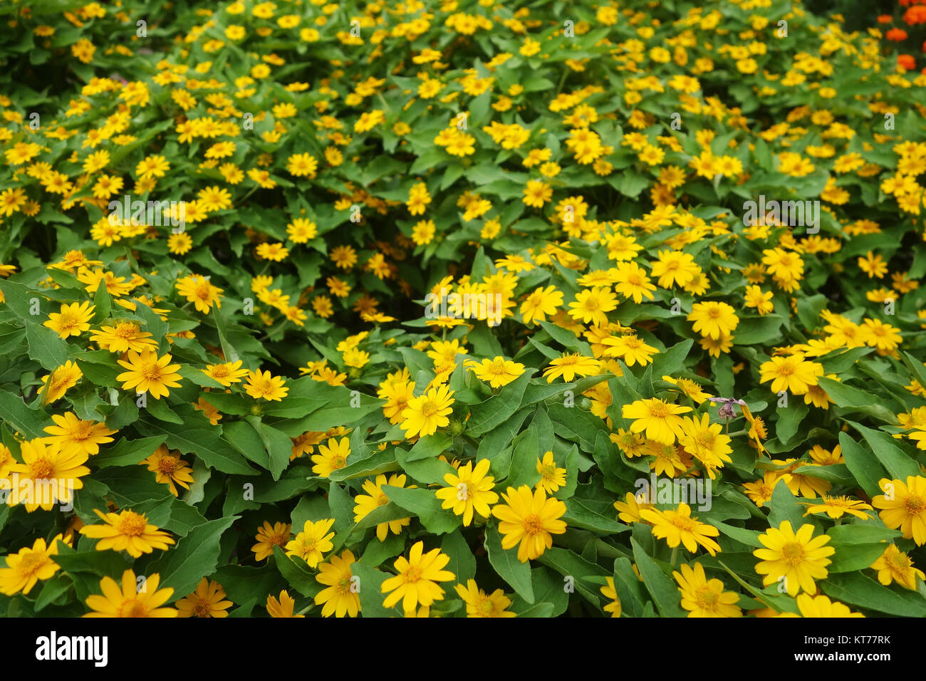 Singapore daisy leaf hi-res stock photography and images - Alamy