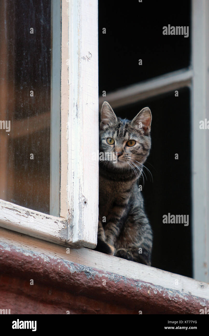 cat looking out of a white window Stock Photo - Alamy