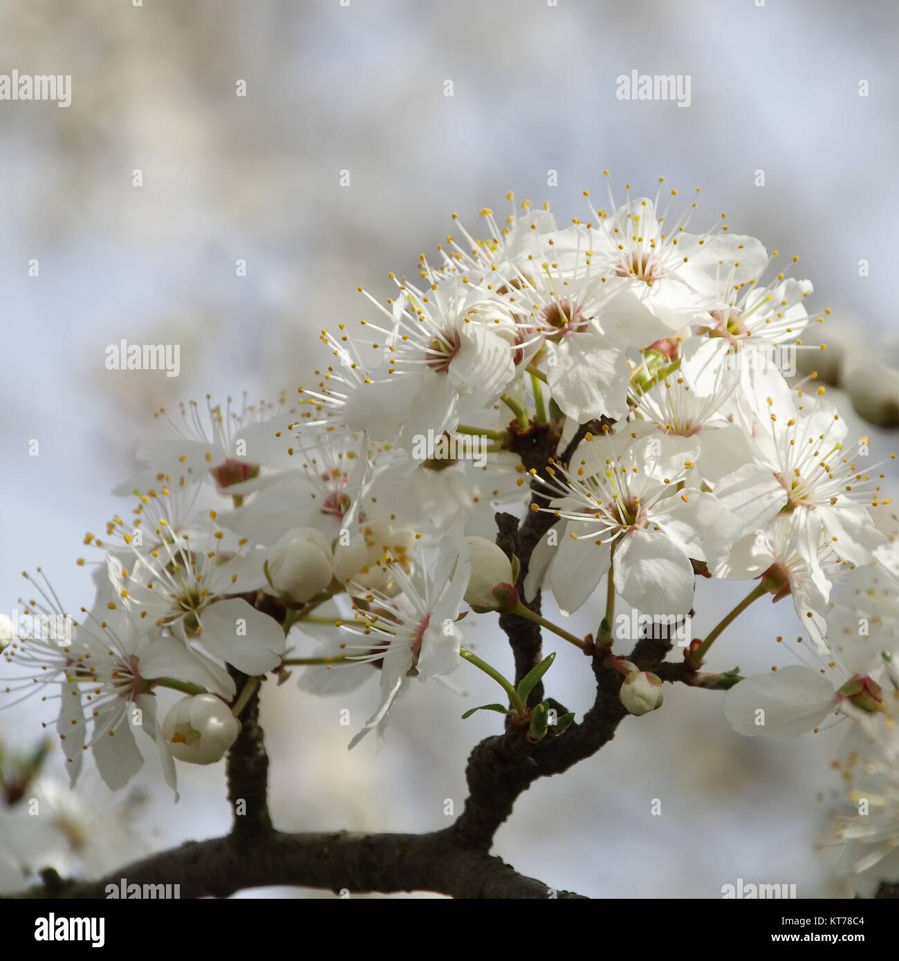 plum tree blossom - plum blossom 77 Stock Photo - Alamy