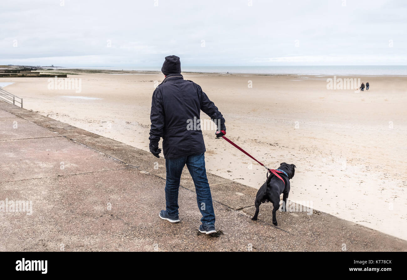 staffordshire bull terrier dog pulling on a harness to try and go in a ...