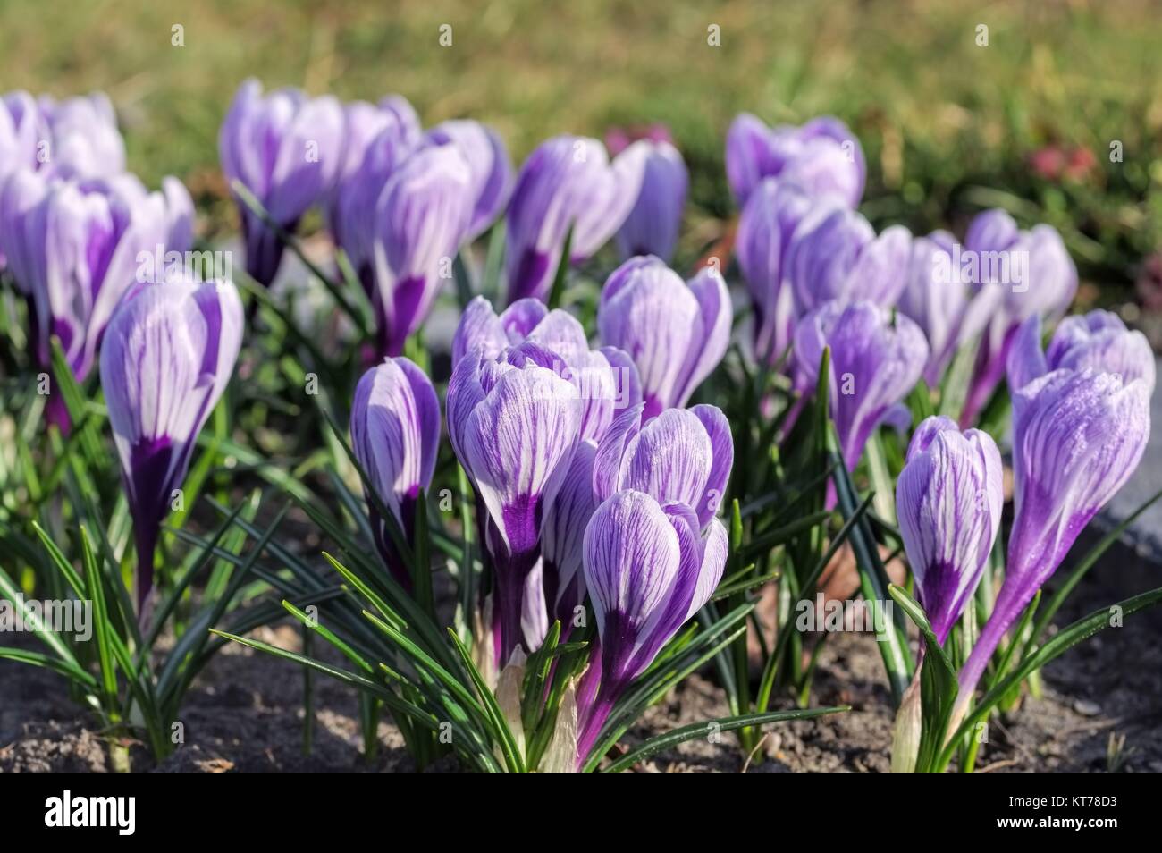 Krokus King of the Striped - Crocus King of the Striped 02 Stock Photo ...