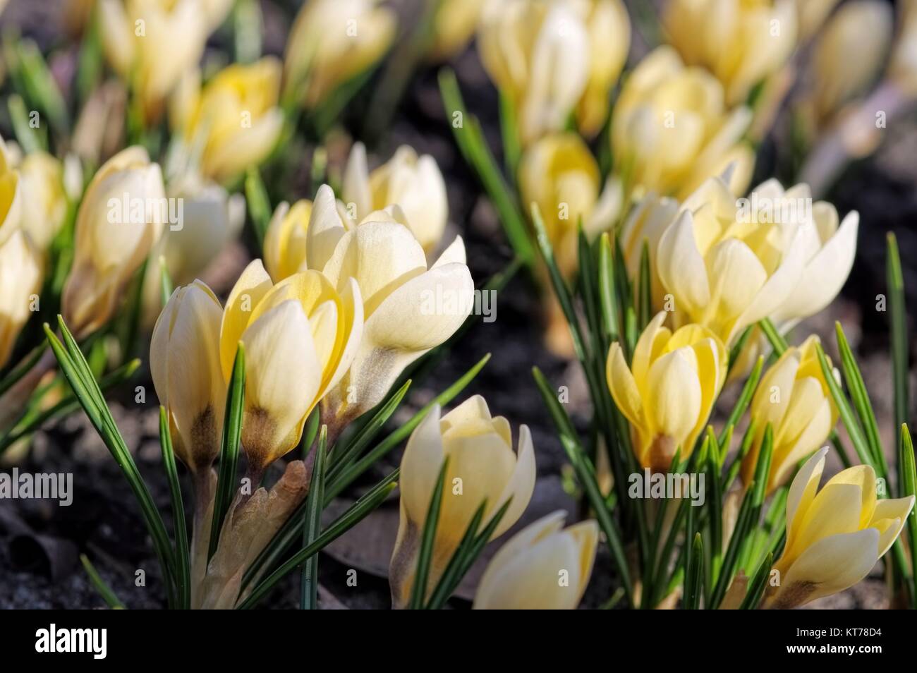 crocus romance - the crokus romance Stock Photo - Alamy