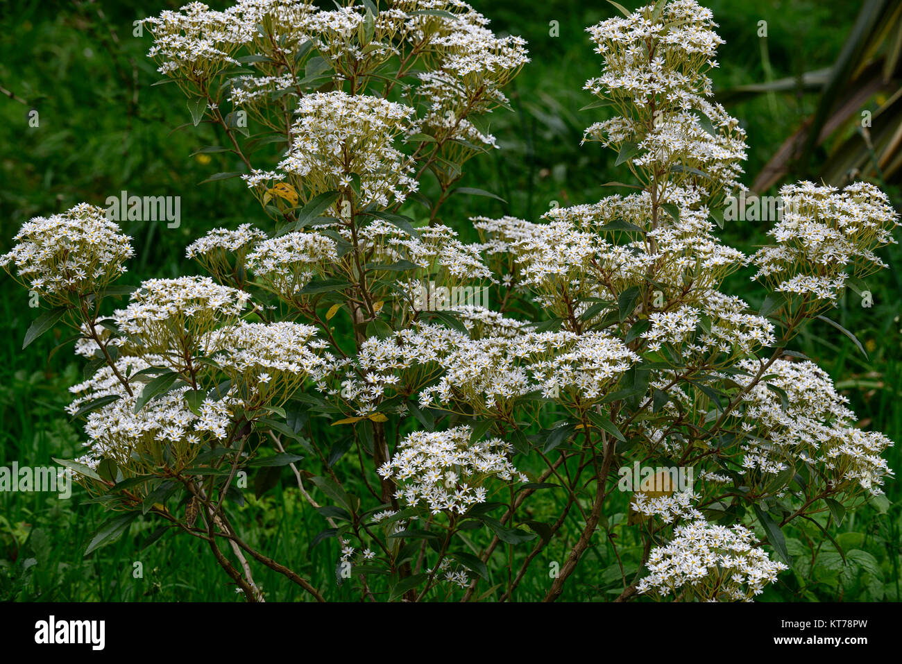 Olearia Cheesemanii,Daisy Bush,white flowers,yellow centre,profuse ...