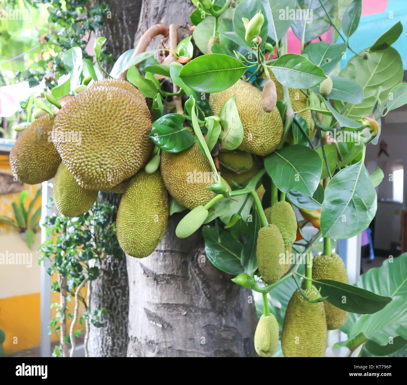 jackfruit , jackfruit plant or jackfruit tree Stock Photo - Alamy