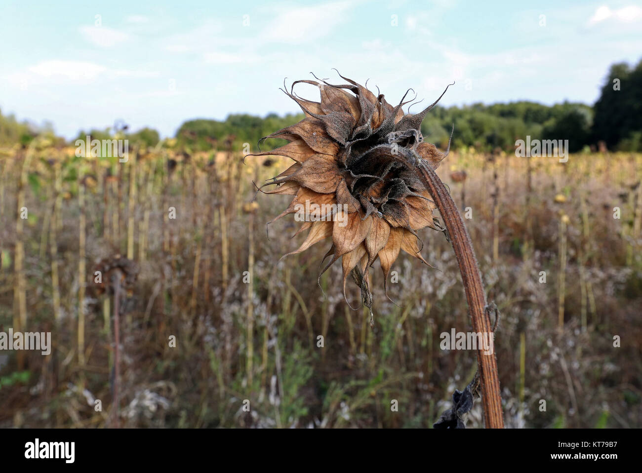 Decayed sunflower hi-res stock photography and images - Alamy