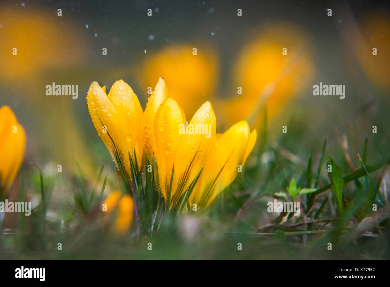 close up on yellow crocus with water drops and rain Stock Photo - Alamy