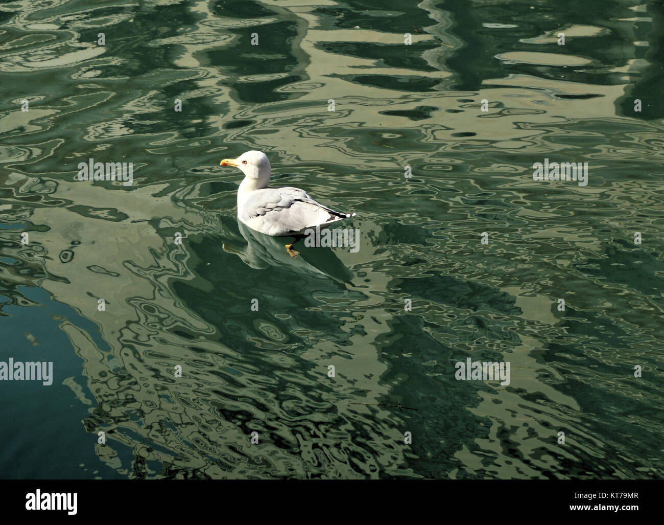 Seagull on the sea hi-res stock photography and images - Alamy