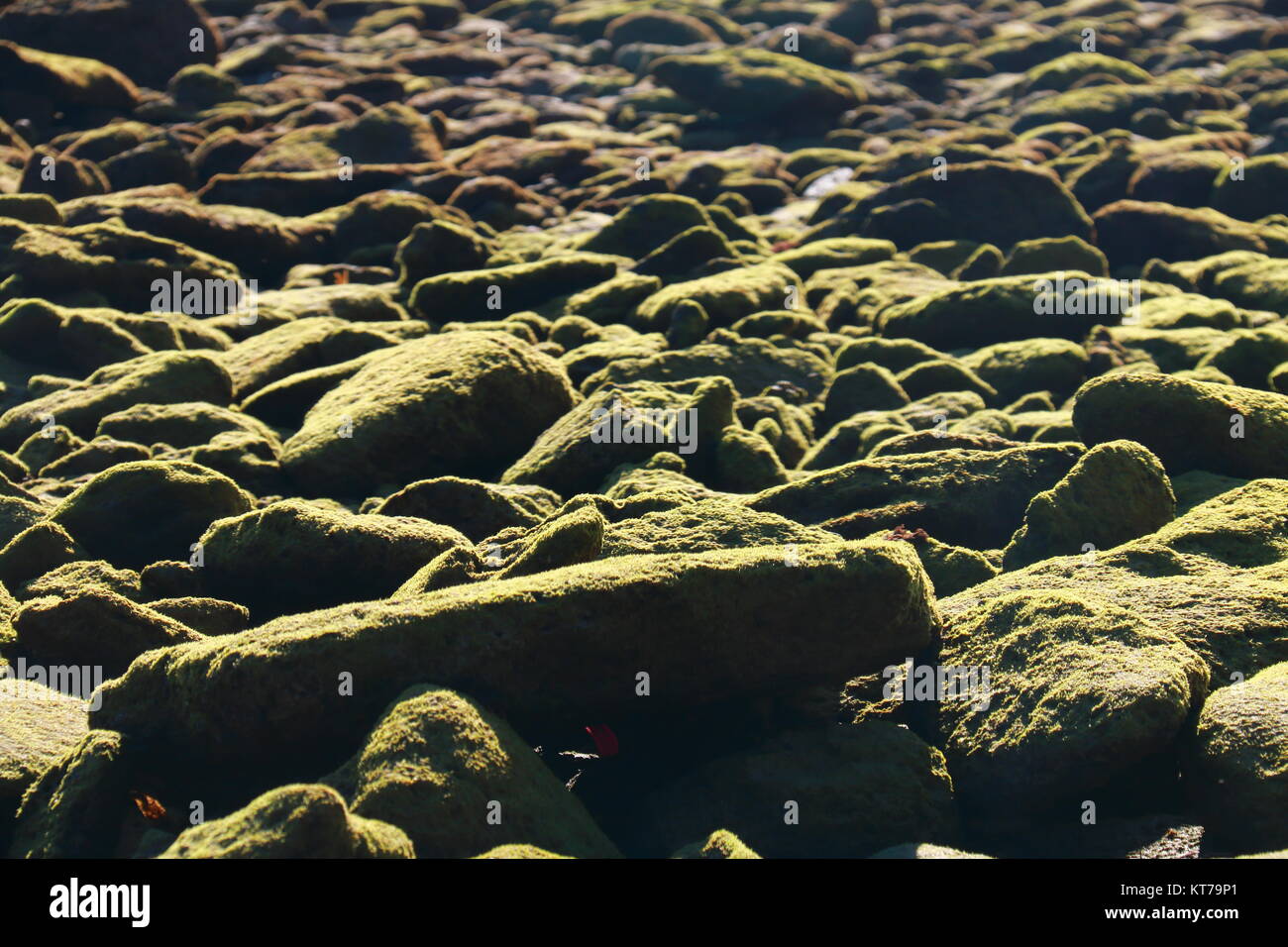 Stones covered with silt at the seashore Stock Photo - Alamy