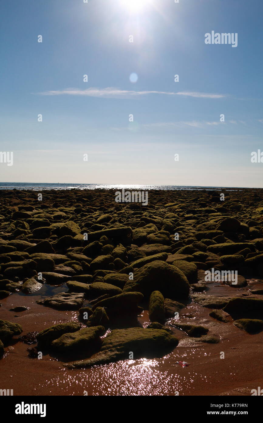 Landscape of the coast with stones covered with silt and the sun facing ...