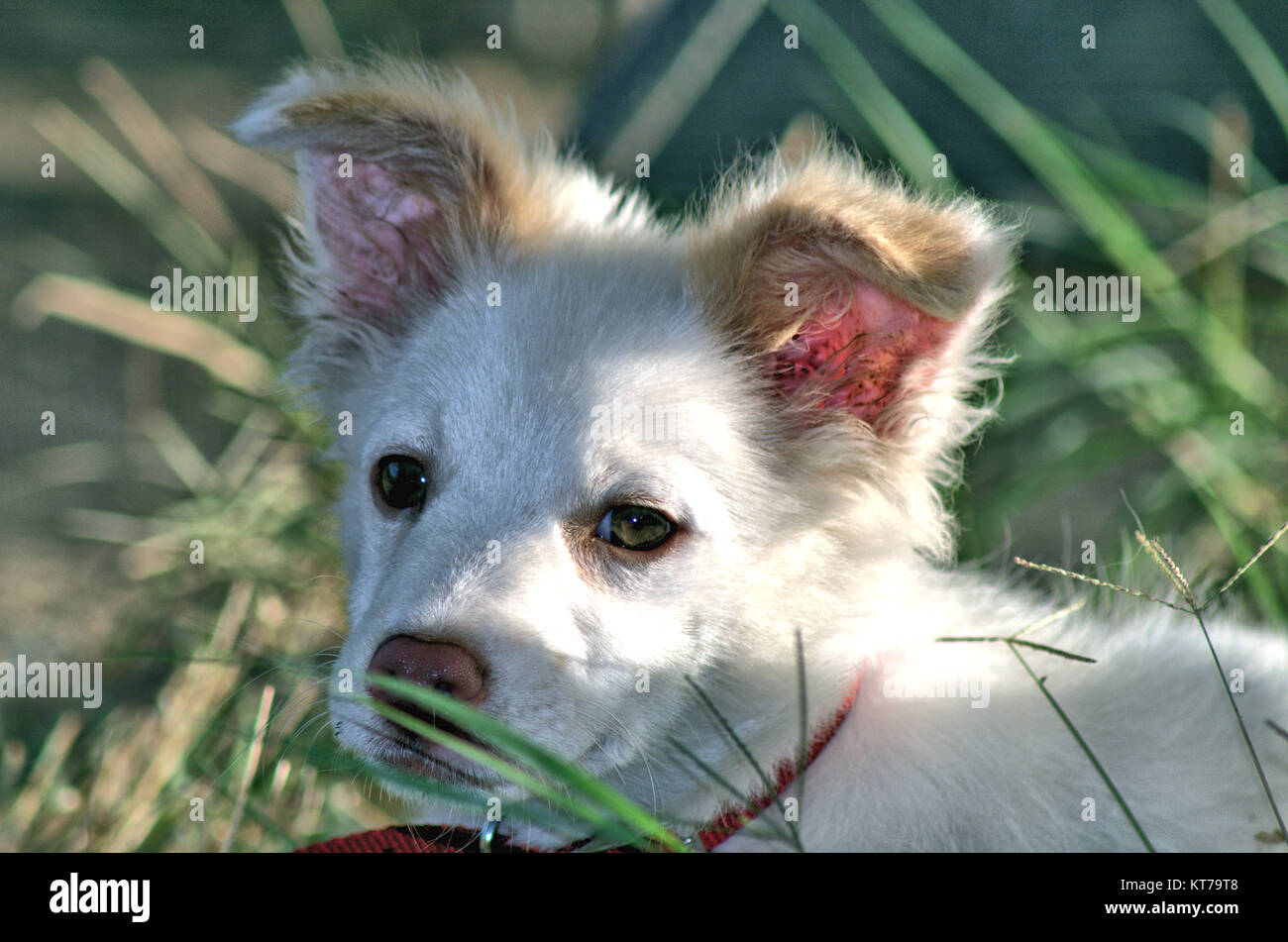 little white dog sweet looking at you Stock Photo - Alamy