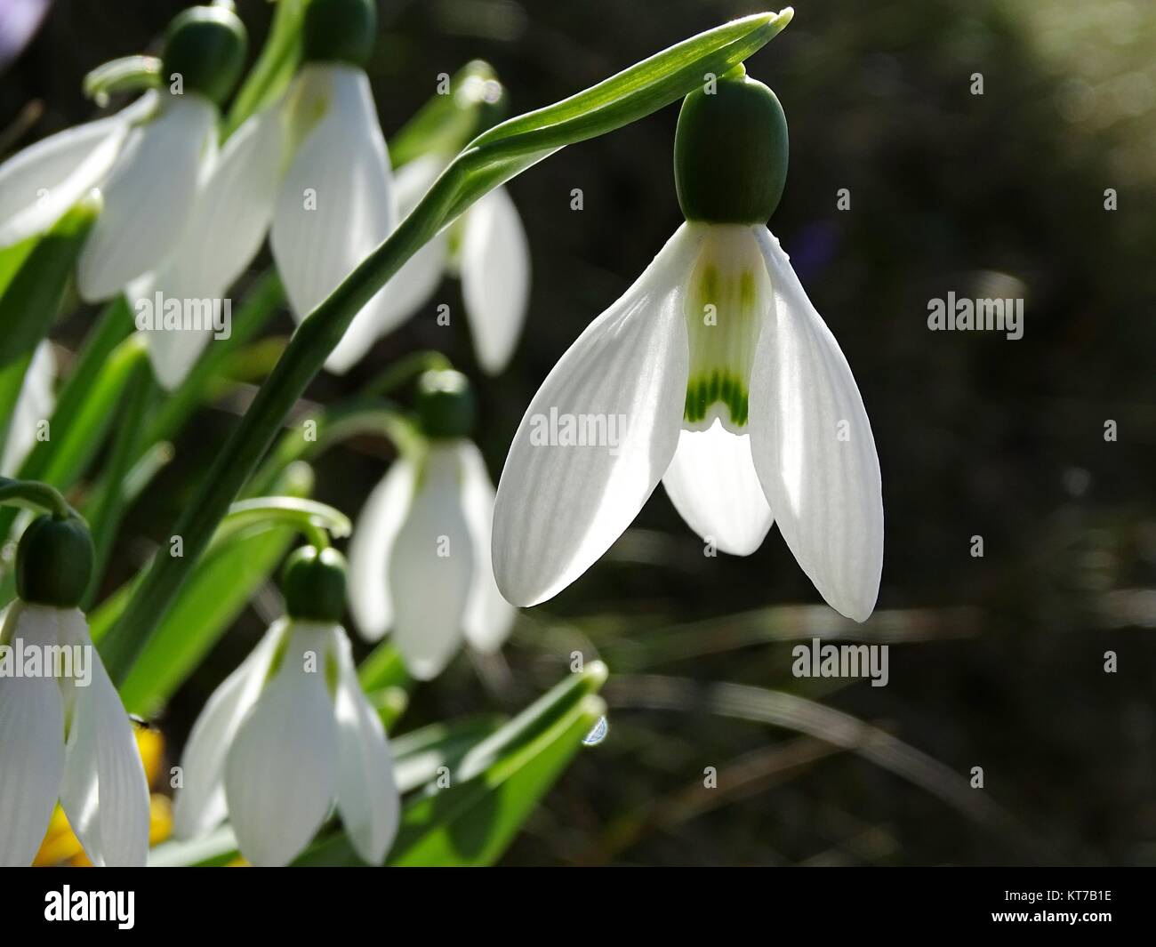 snowdrops in spring Stock Photo - Alamy