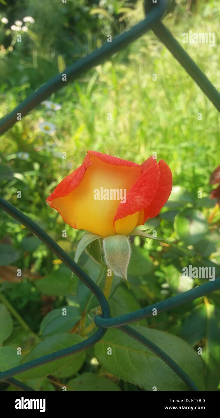 The red rose Stock Photo - Alamy