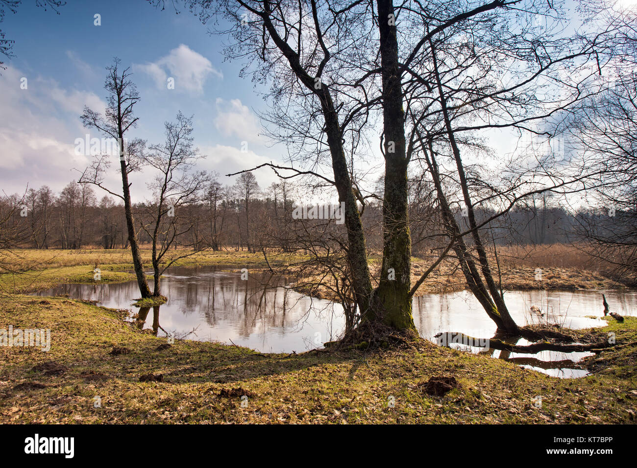 Nice small creek on forest hi-res stock photography and images - Alamy