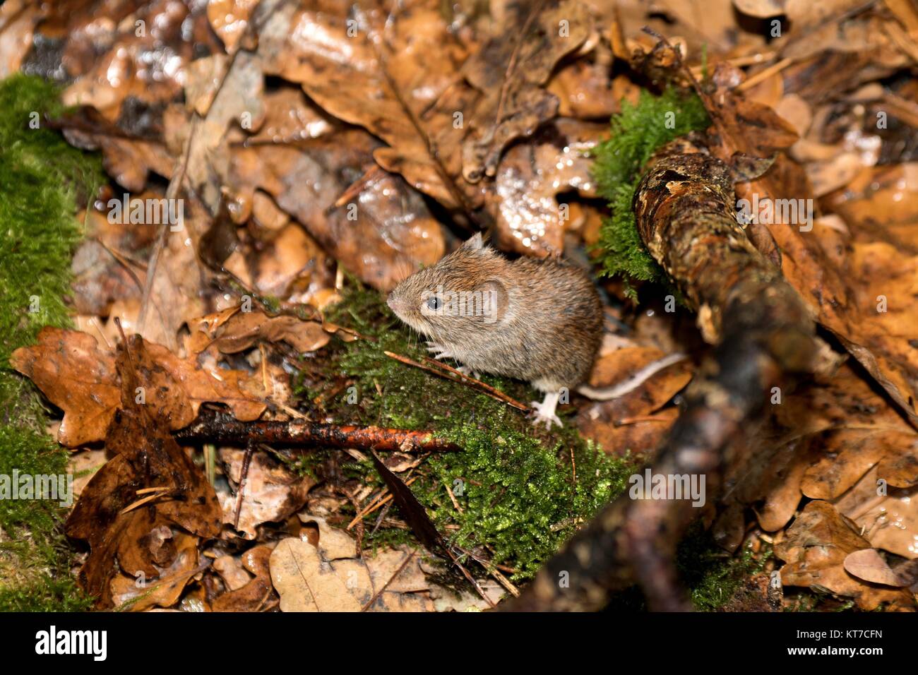 Red Backed Vole High Resolution Stock Photography and Images - Alamy