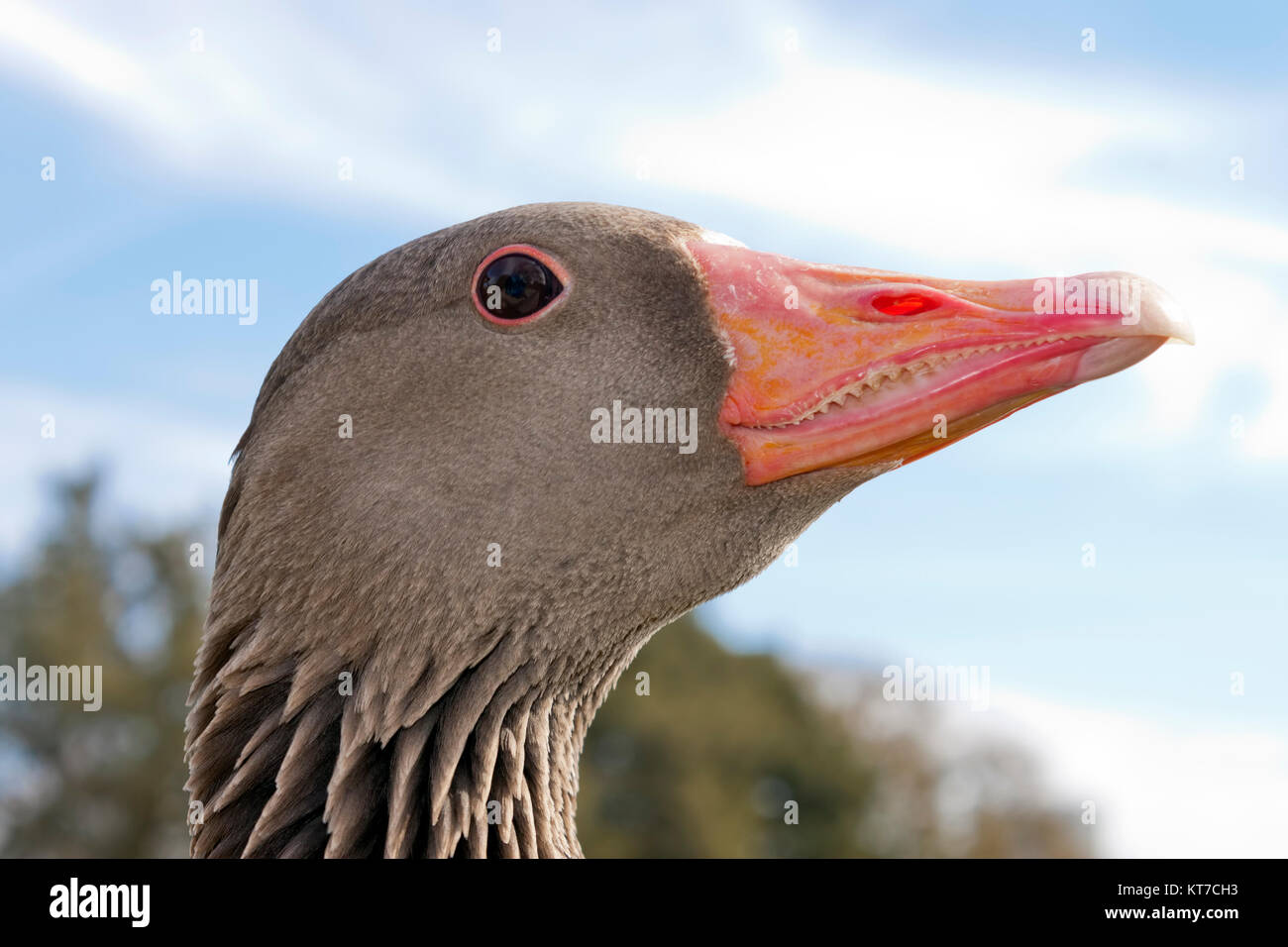 Wild goose head Stock Photo - Alamy