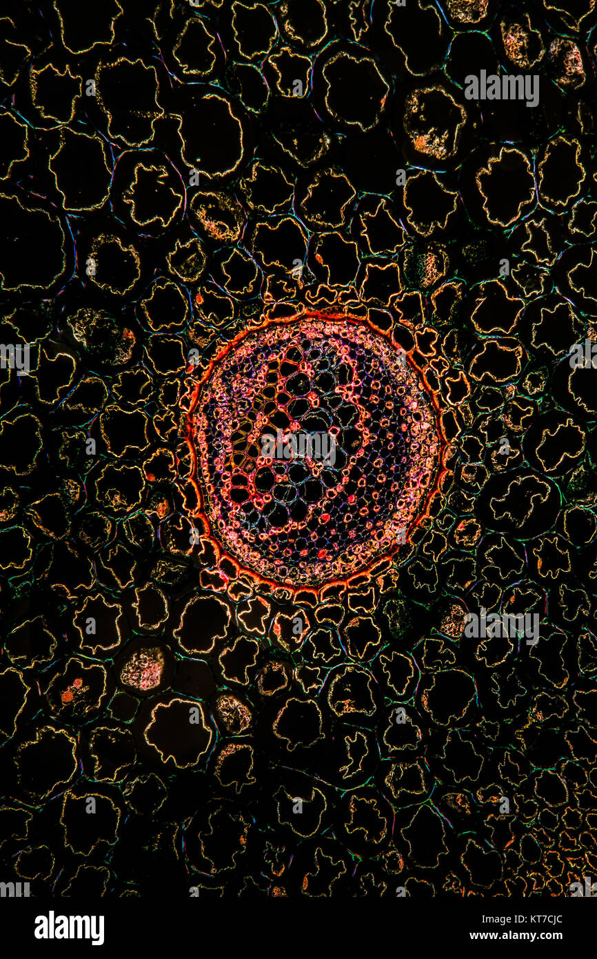 Stem Cross Section High Resolution Stock Photography and Images - Alamy