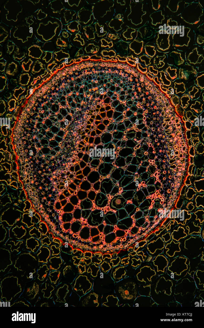Cross section of stem hi-res stock photography and images - Alamy