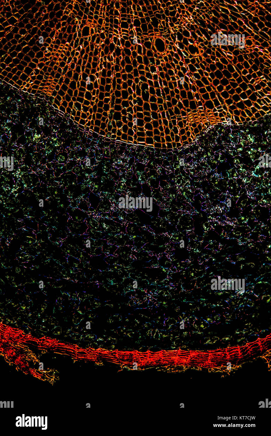 daphne root across 100x Stock Photo - Alamy