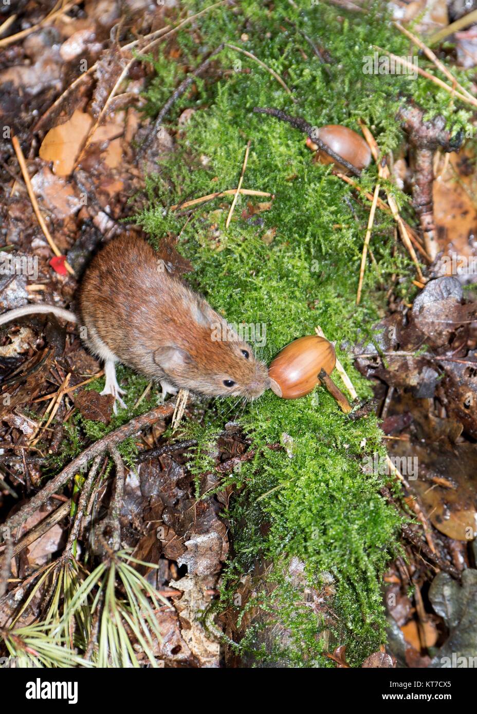 Red-backed vole | usage worldwide Stock Photo - Alamy