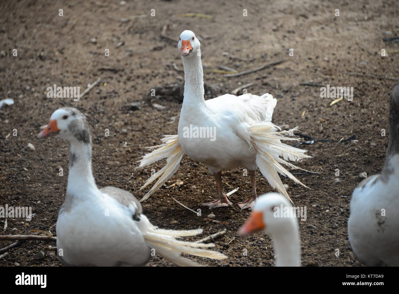 whole / geese in spain Stock Photo - Alamy