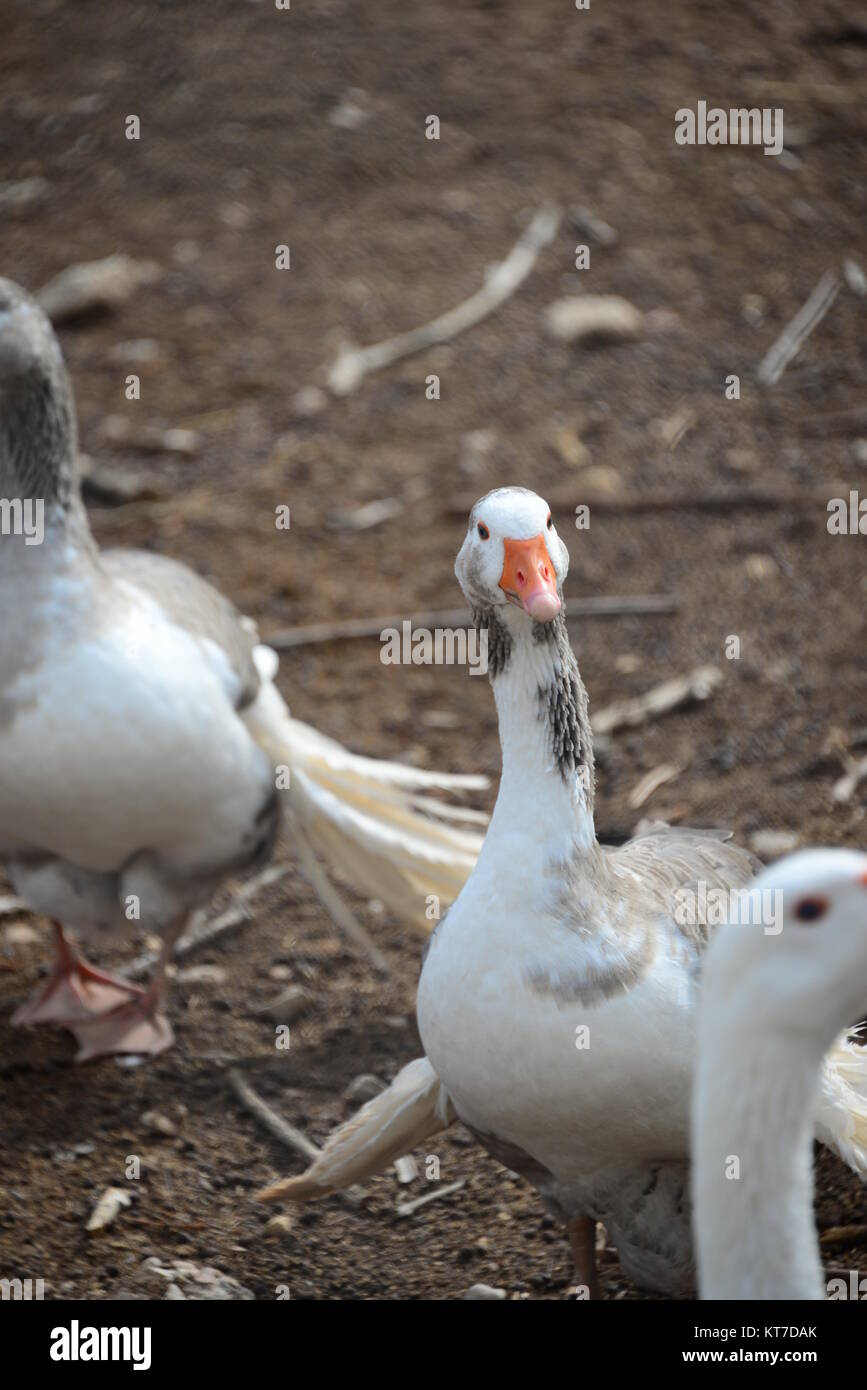 whole / geese in spain Stock Photo - Alamy