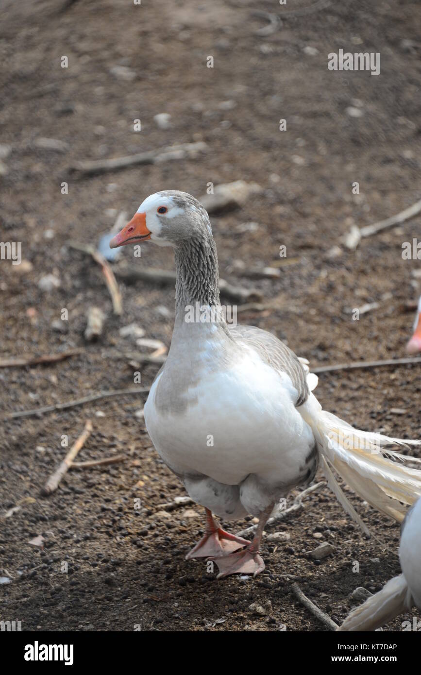 whole / geese in spain Stock Photo - Alamy