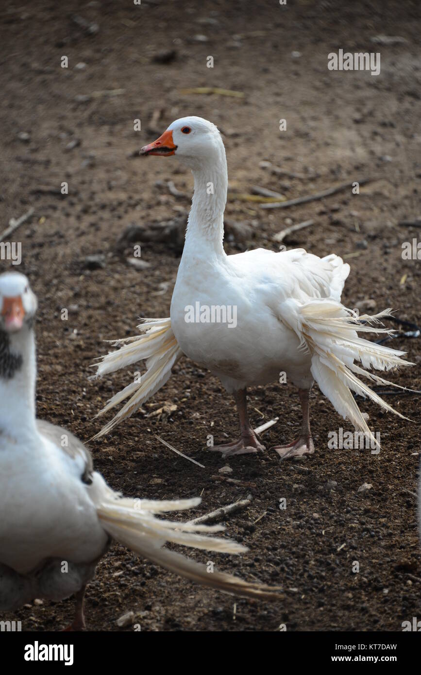 whole / geese in spain Stock Photo - Alamy