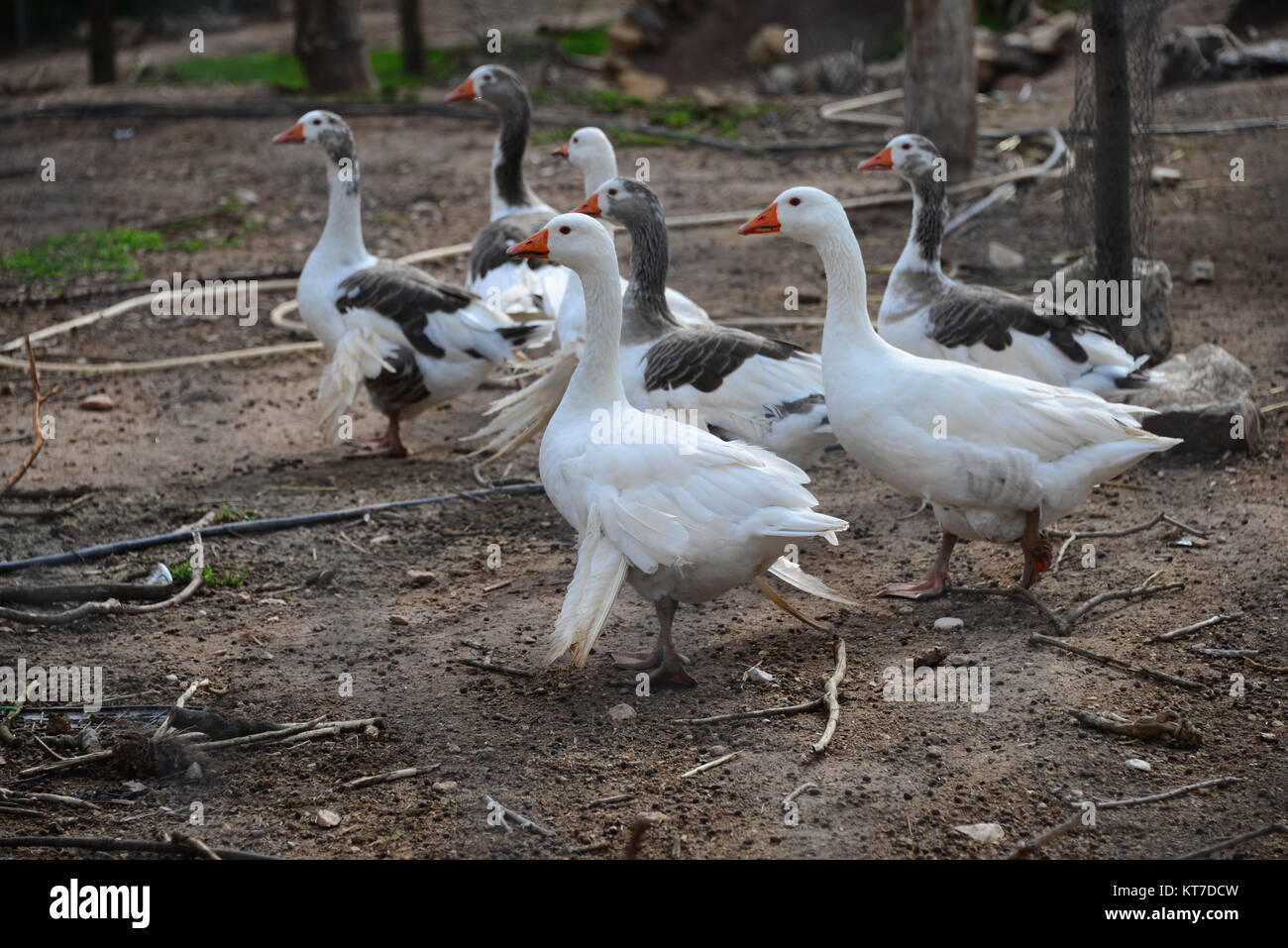 whole / geese in spain Stock Photo - Alamy