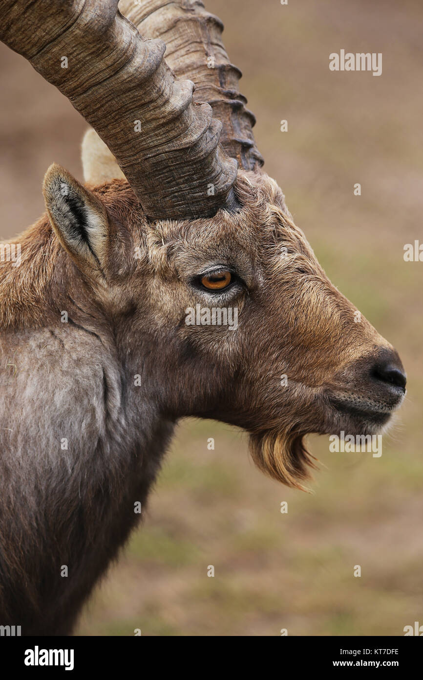head study male ibex capra ibex in side view Stock Photo - Alamy