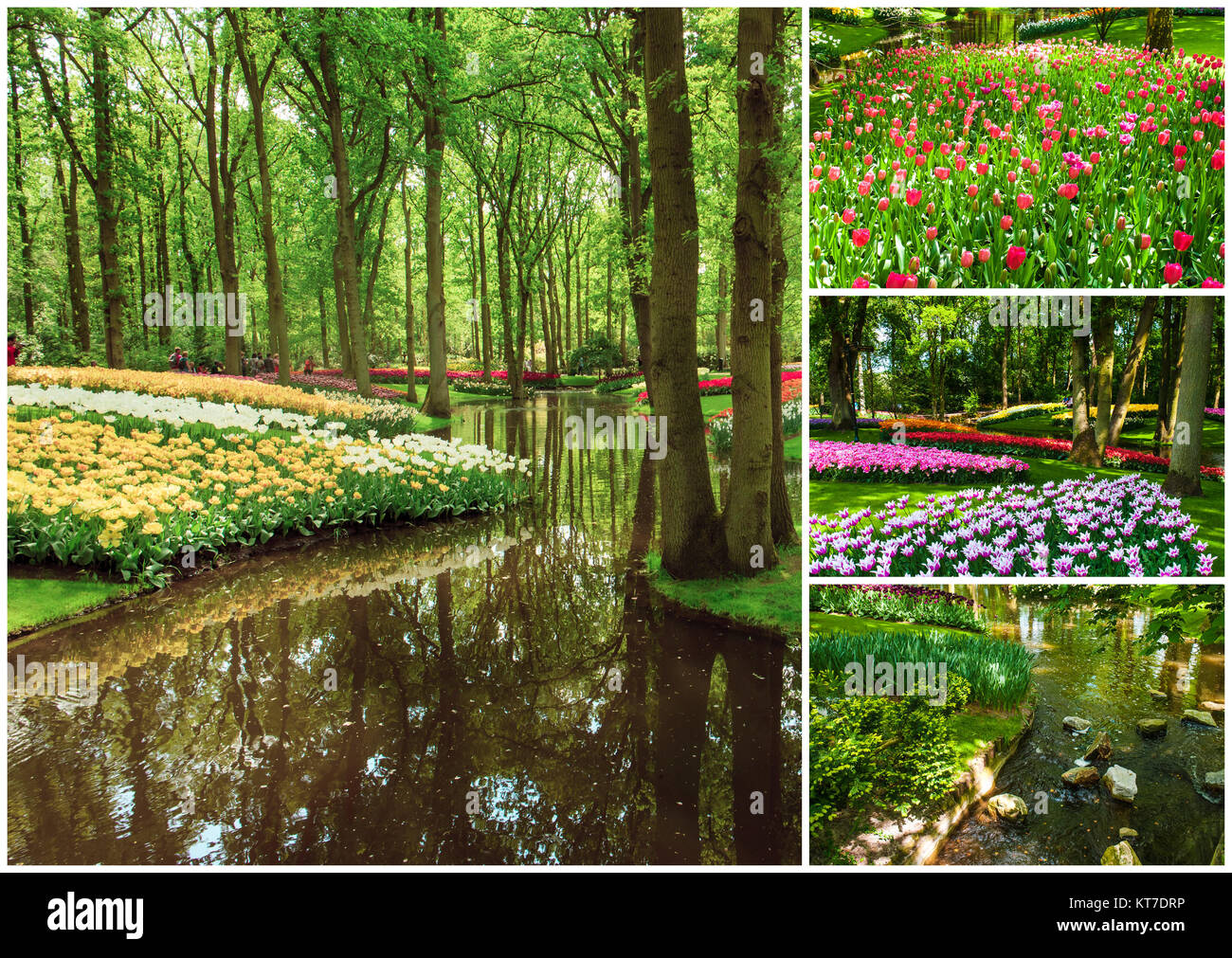 Tulip fields collage of different tulips Stock Photo - Alamy
